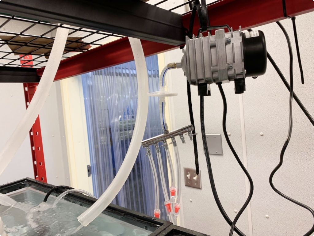 Hatchery Equipment: Aeration | Getting Started: Build Courses | Ocean ...